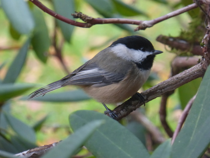 Hank Henry – South Sound Bird Alliance