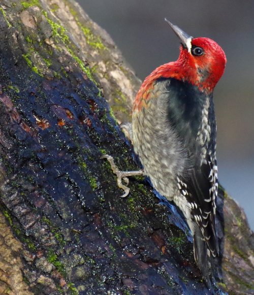Snag Some Birds with Snags – South Sound Bird Alliance