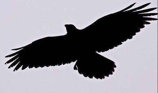 Birding by Shape Class – South Sound Bird Alliance