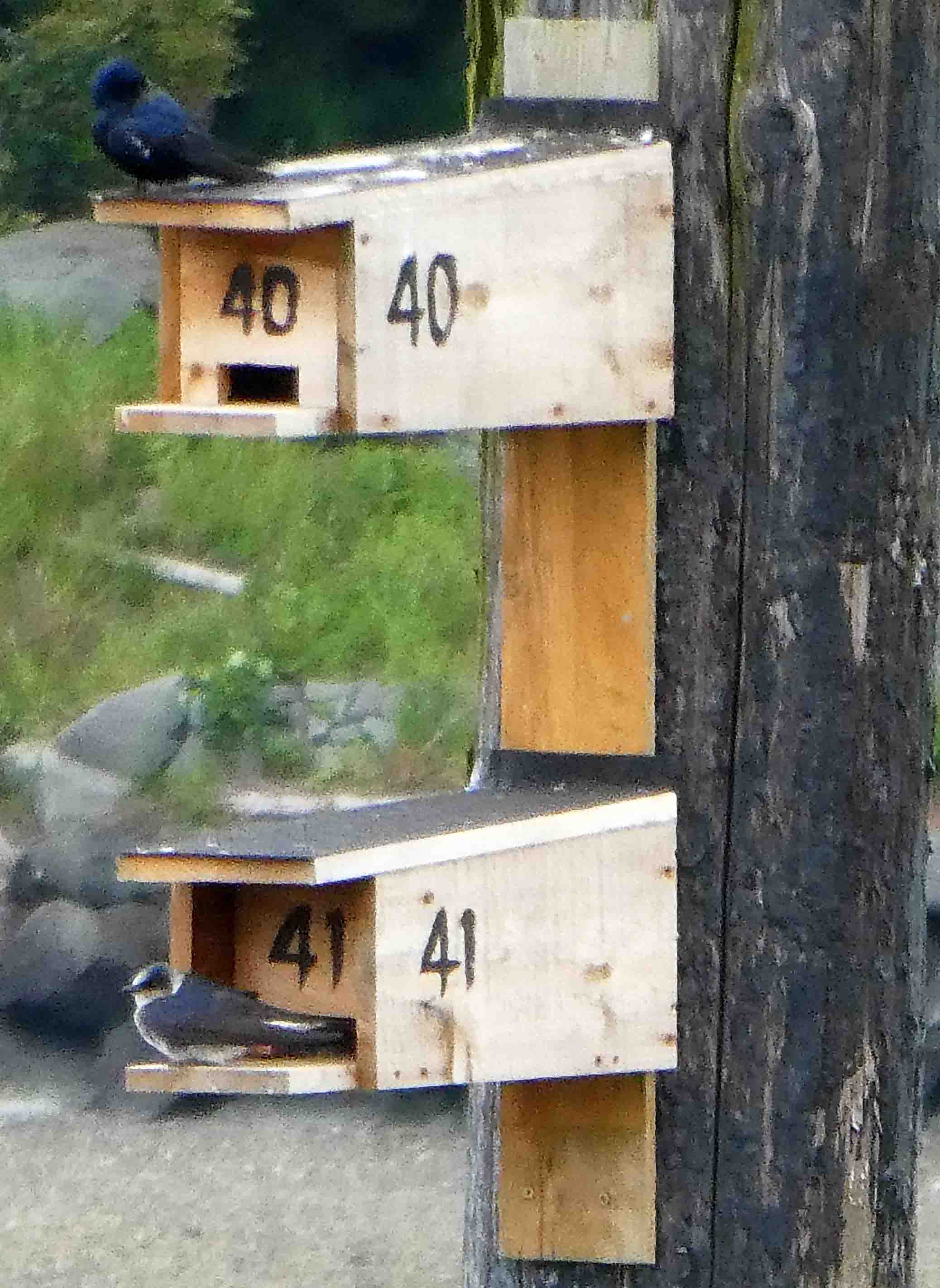Purple Martin Bird Box Project – South Sound Bird Alliance