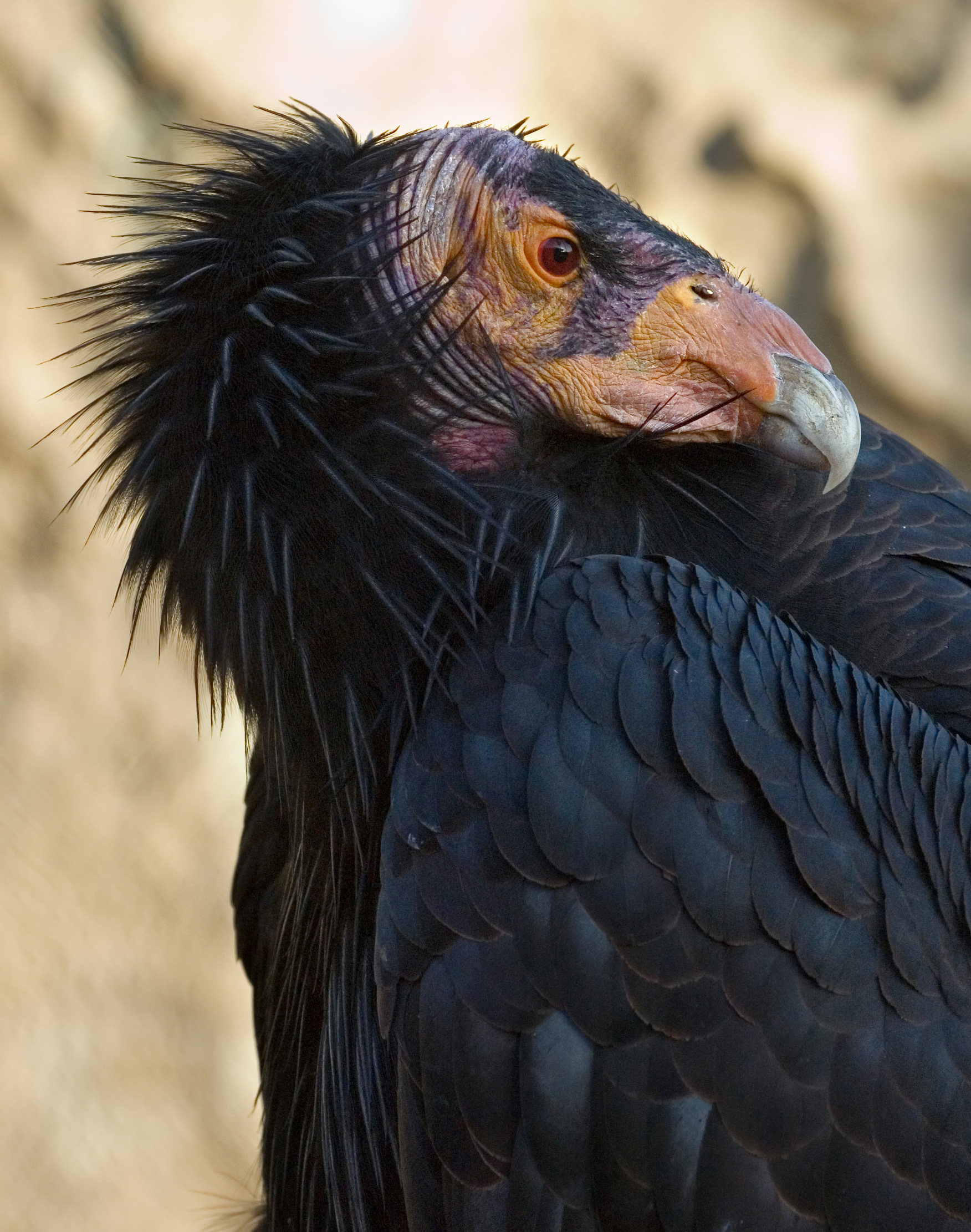 RECOVERY AND RESTORATION OF CALIFORNIA CONDORS; THE FUTURE FOR THE ...