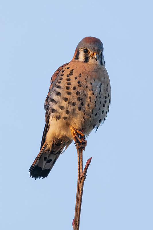 Bird Gallery – South Sound Bird Alliance