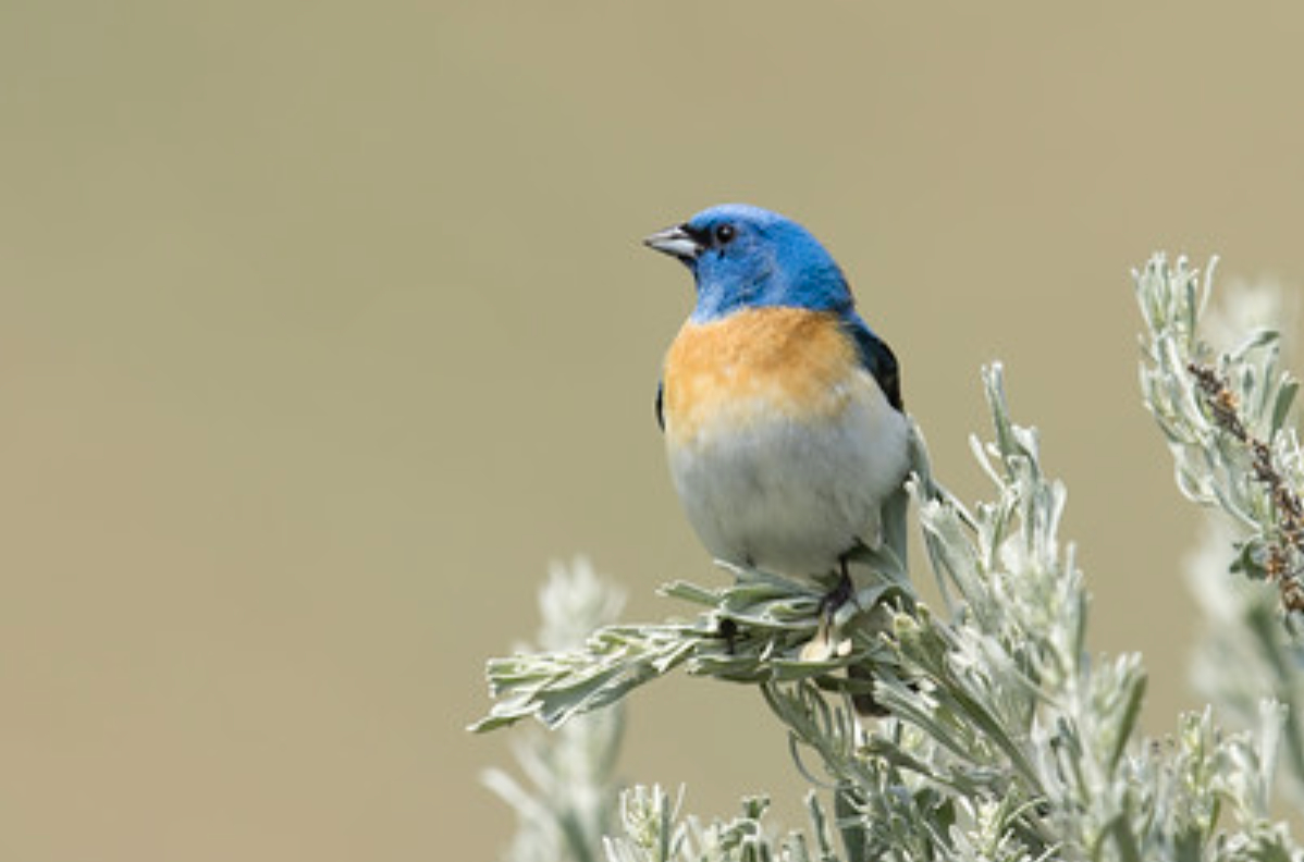 South Sound Bird Alliance – a chapter of the National Audubon Society