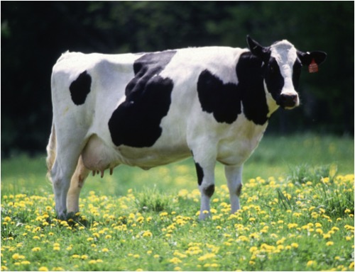 ACOW – South Sound Bird Alliance