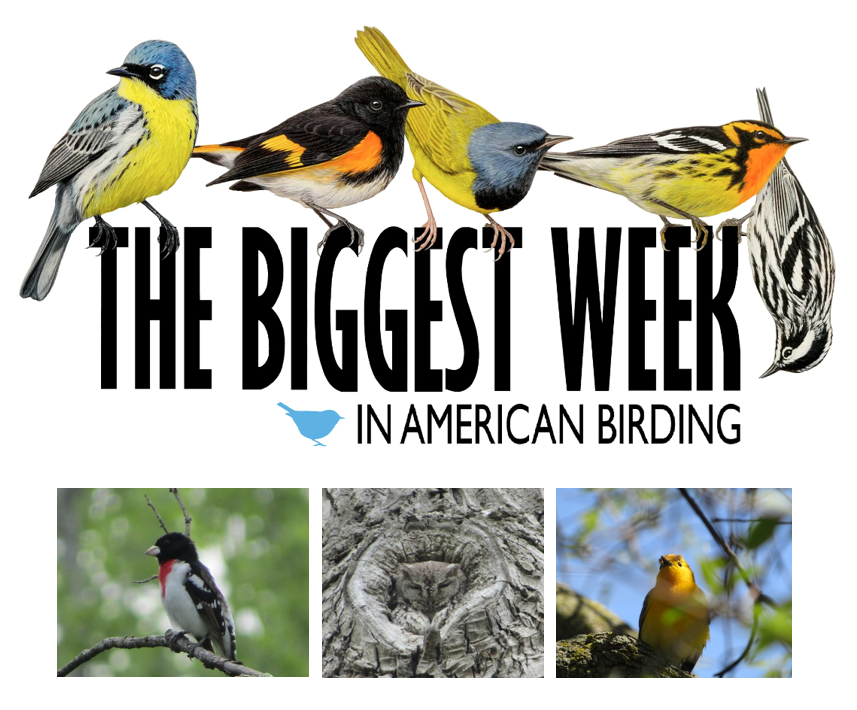 Biggest Week in Birding – South Sound Bird Alliance