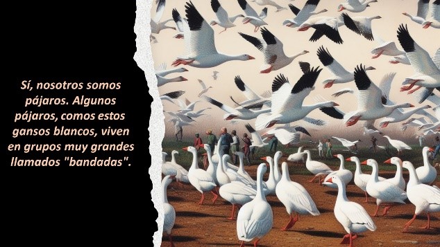 Children’s Spanish-Language Bird book – South Sound Bird Alliance