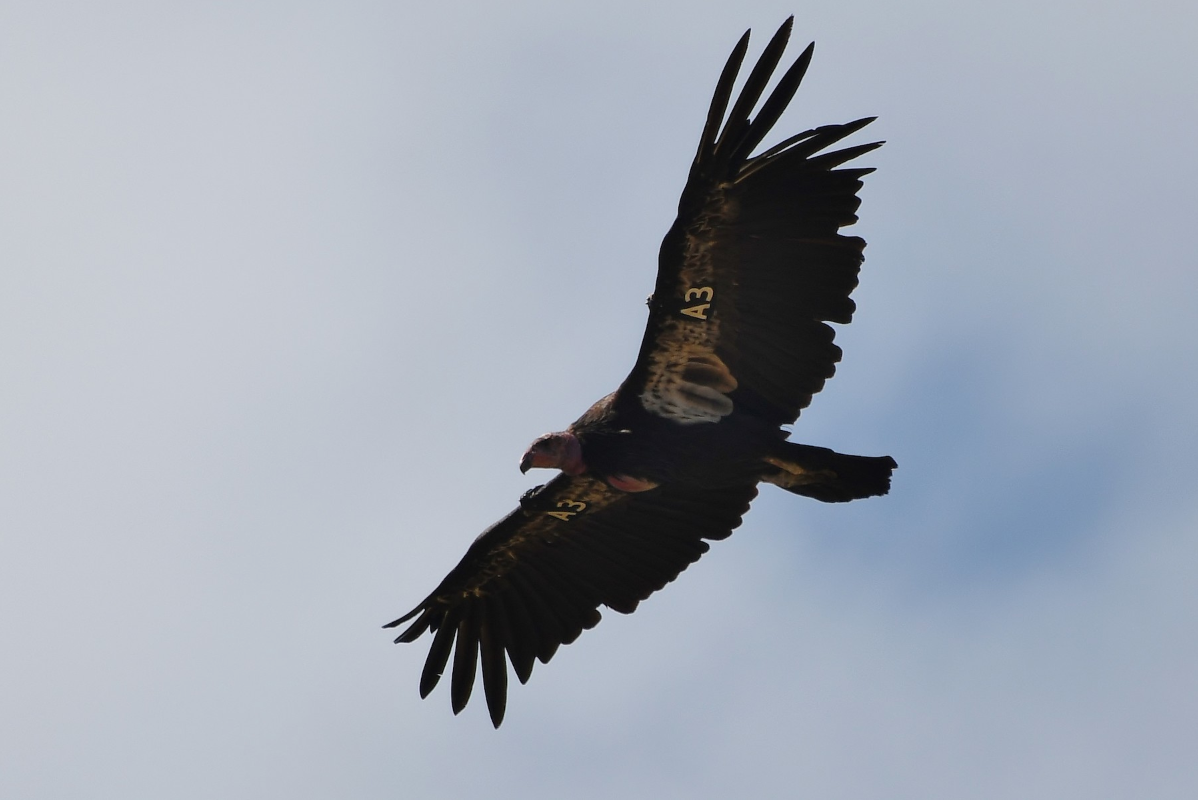 A CONDOR ADVENTURE – South Sound Bird Alliance