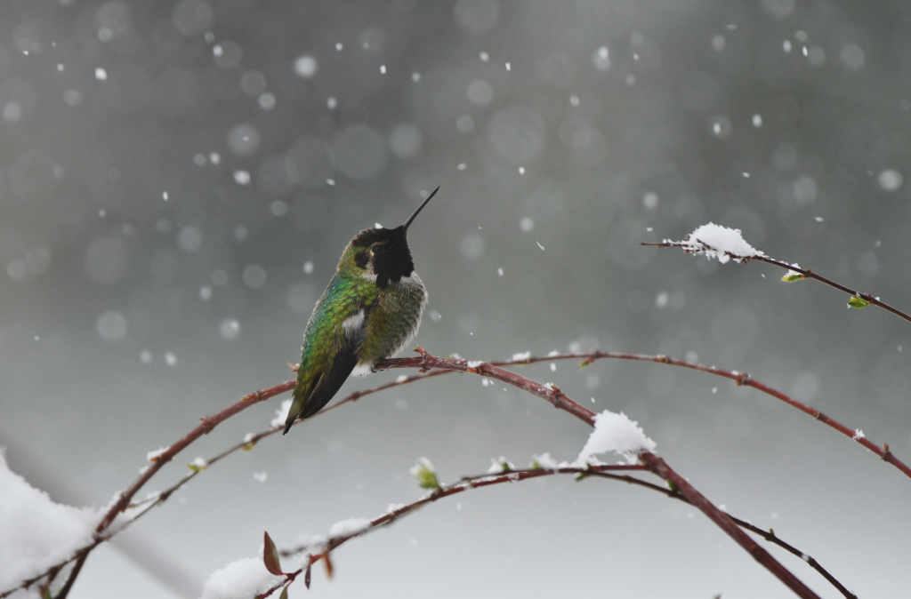 A Hummingbird’s First Snow – South Sound Bird Alliance